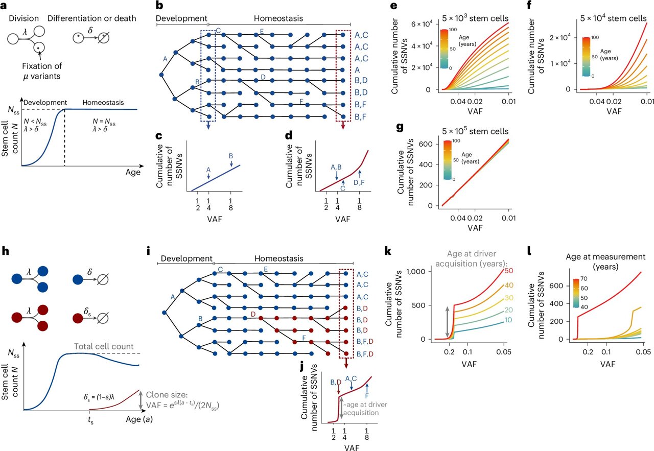 New method traces cancer cell evolution from a single tissue sample