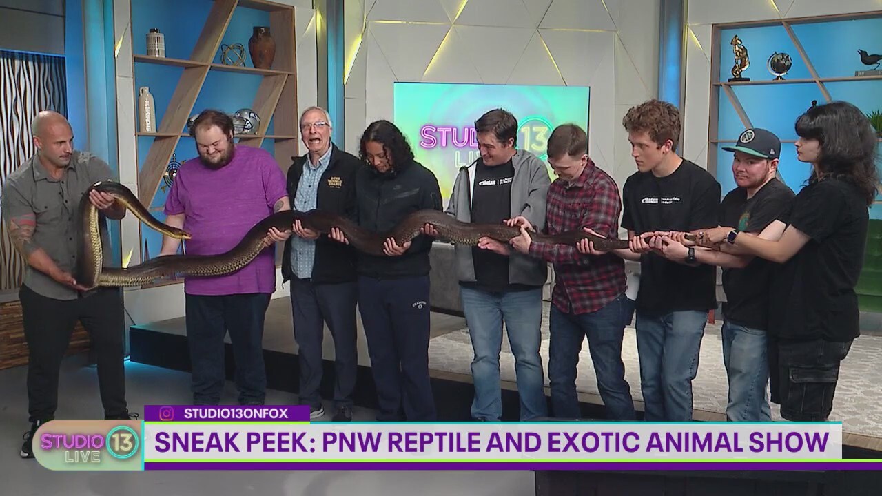 World's longest snake species slithers onto the Studio 13 Live set