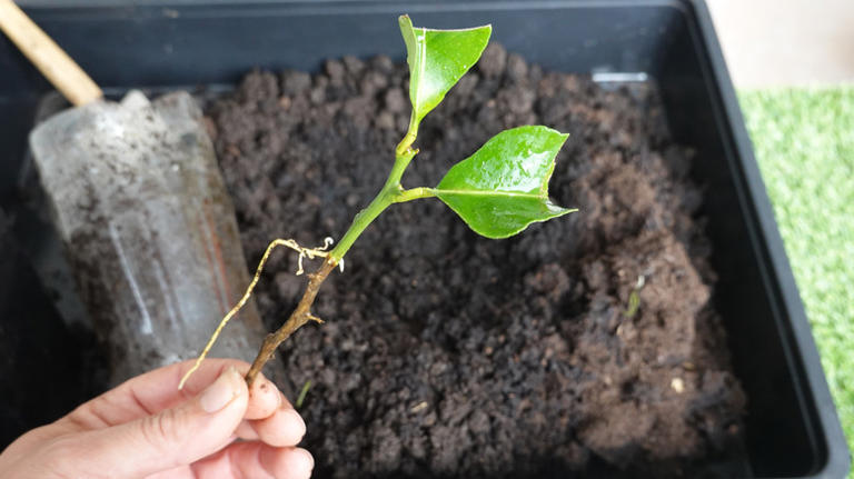 Fill Your Garden With More Juicy Fruits With An Easy Lemon Tree ...