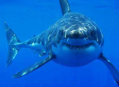 Shark 'Amber Alert' law to keep US beaches safe moves forward in Congress