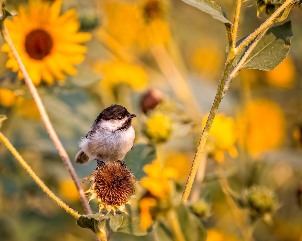 How to Identify a Black-Capped Chickadee