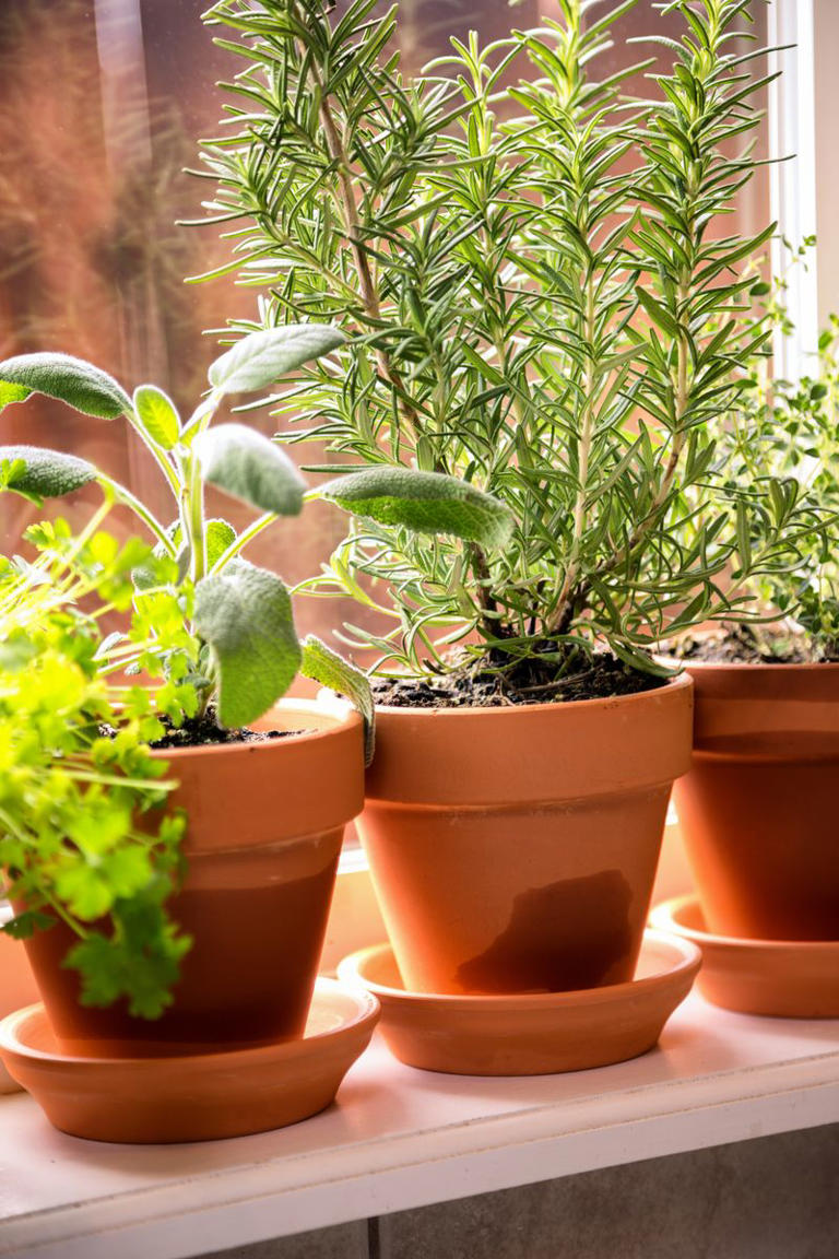 Some plants do better in containers—here's why