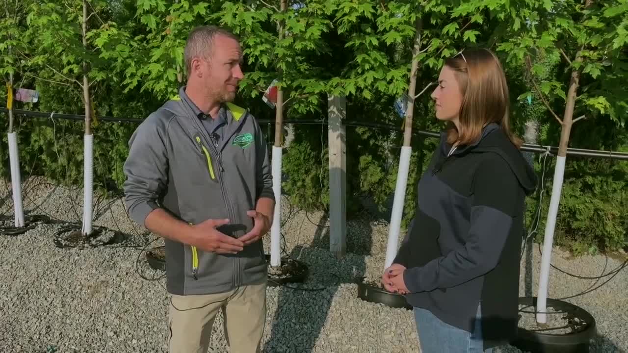 Landscaping with Lauren: Preparing For a Storm: Tree Advice
