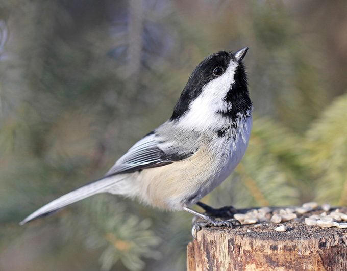 How to Identify a Black-Capped Chickadee