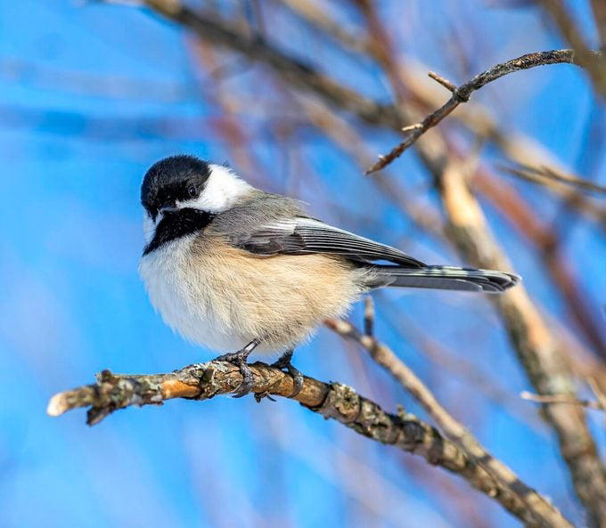 How to Identify a Black-Capped Chickadee
