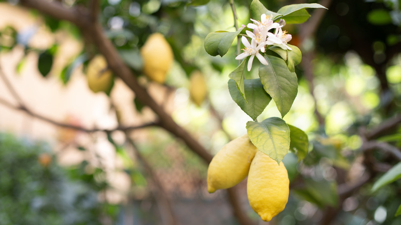 Fill Your Garden With More Juicy Fruits With An Easy Lemon Tree ...
