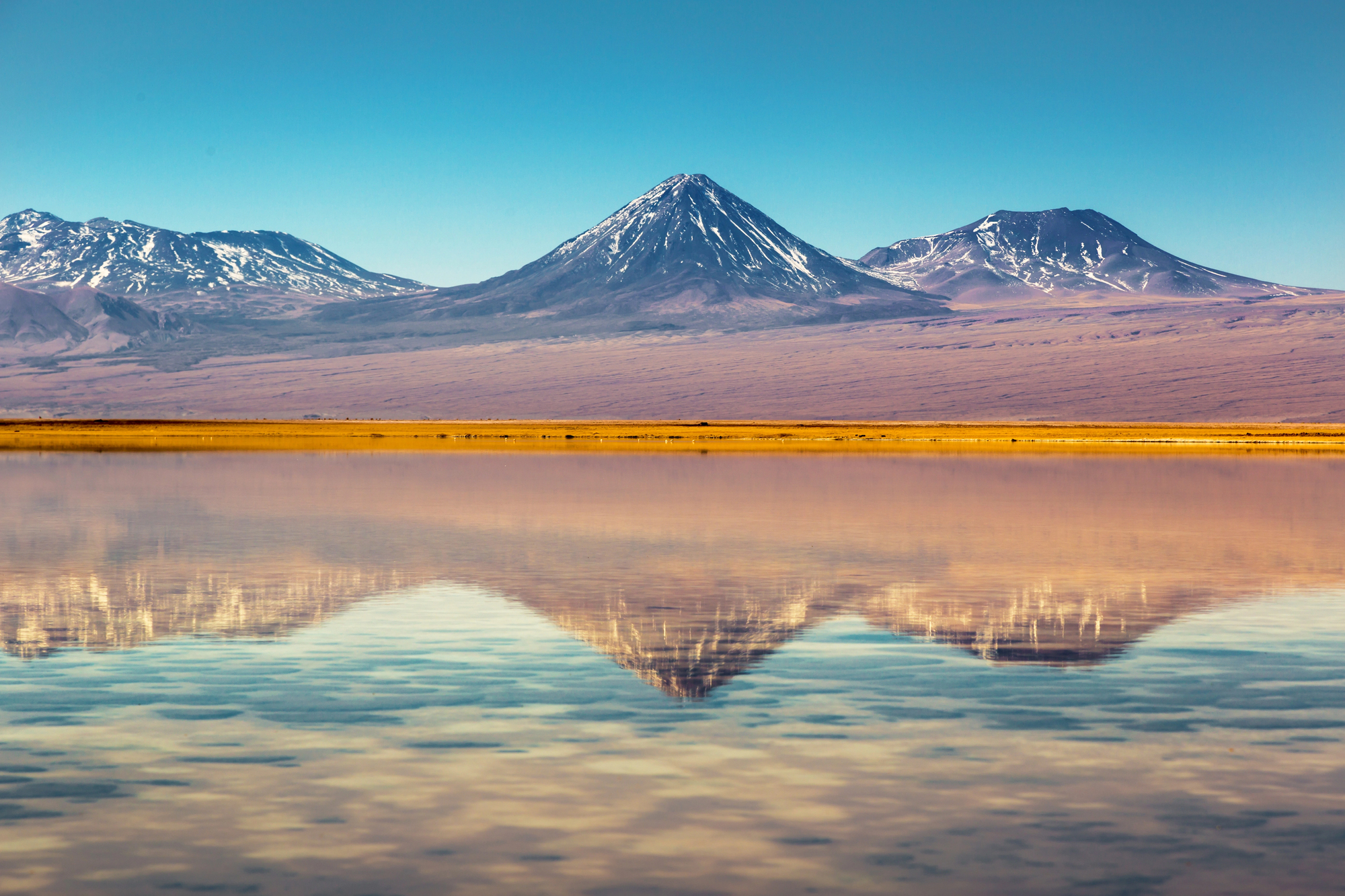 12 Deserts Famous for Spectacular Wildflower Blooms