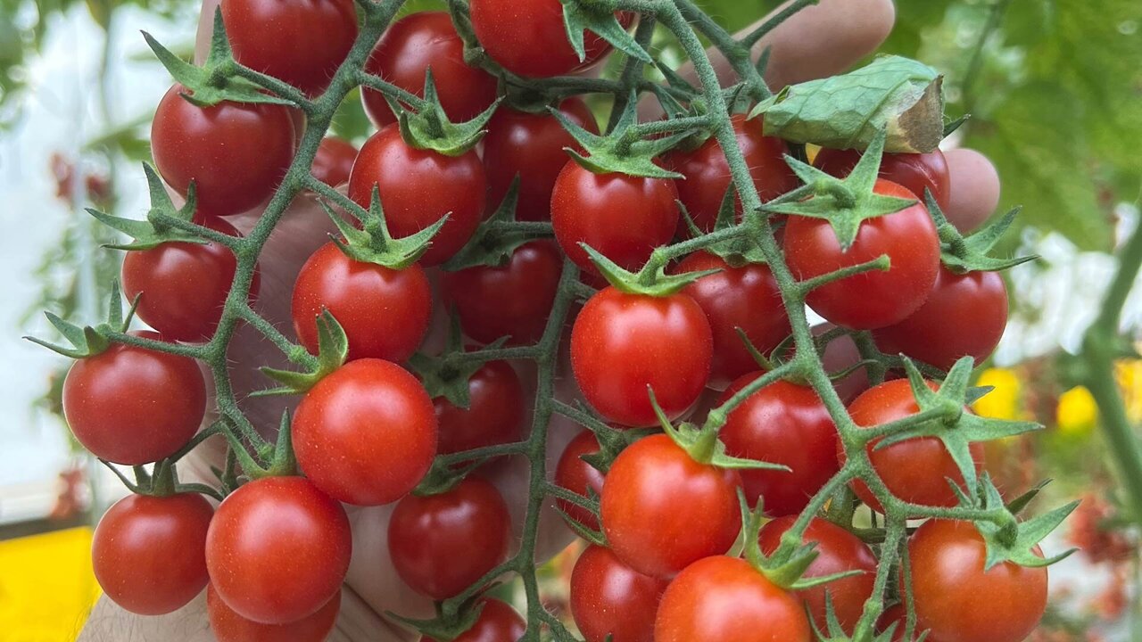 Branching out: Tomato genes point to new medicines and improved plant ...