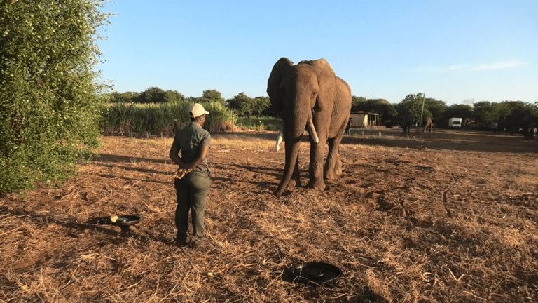 Elephants Use All Kinds Of Gestures To Communicate – They Just Want Apples