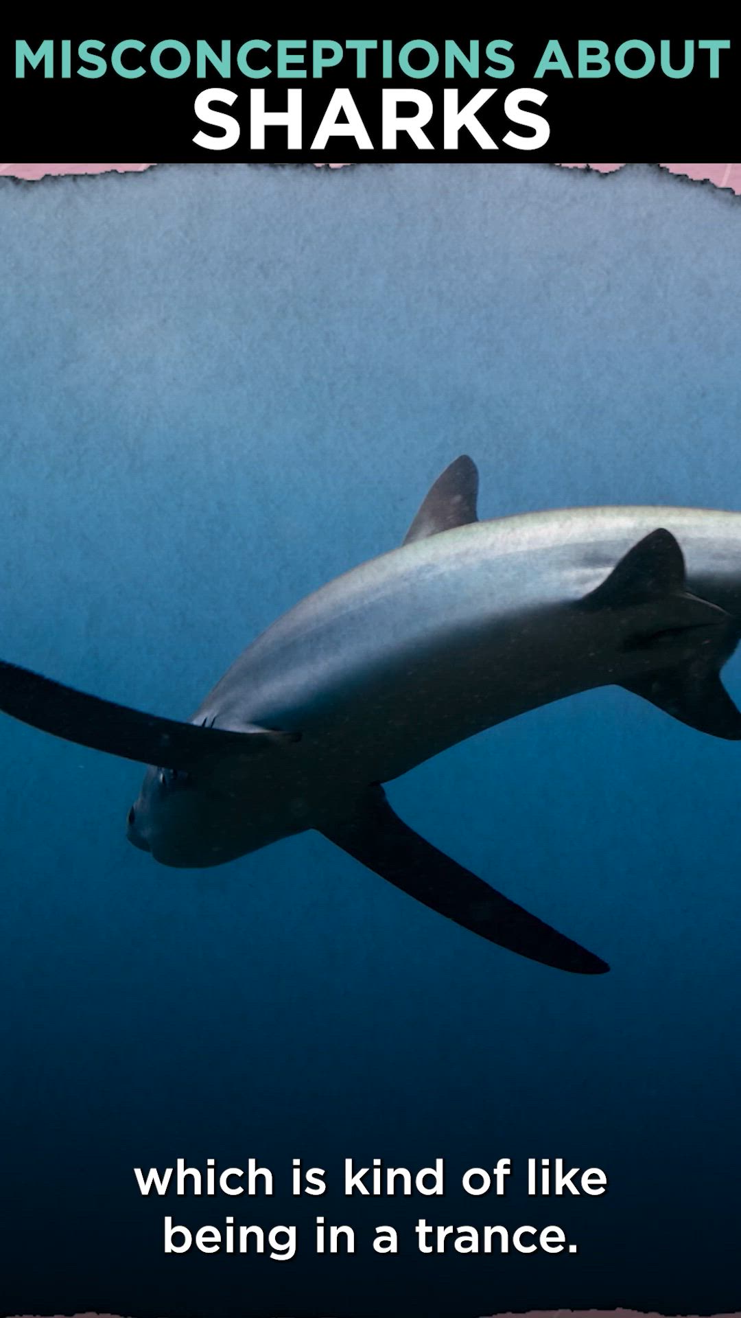 Misconception: Sharks Have No Predators