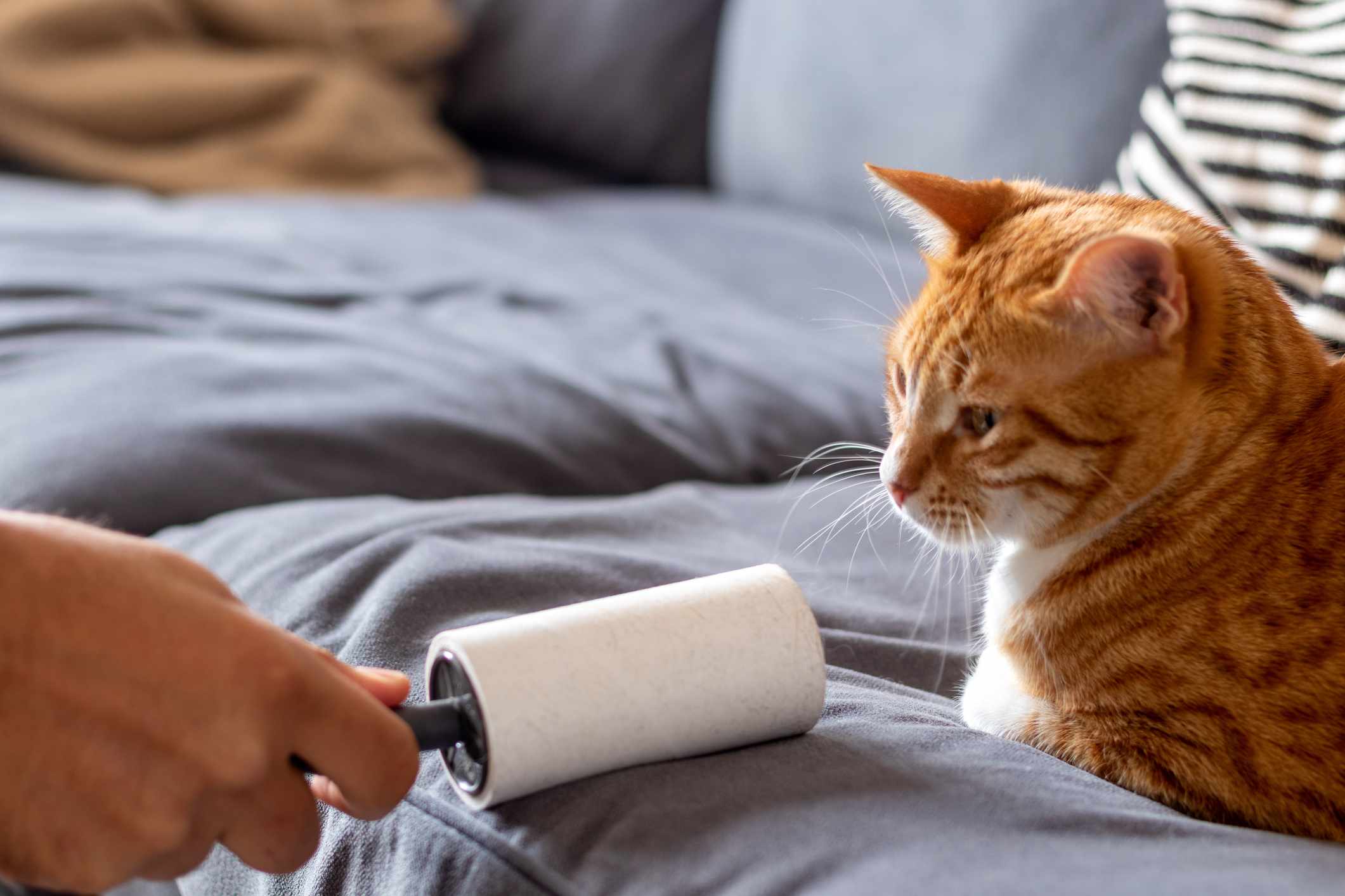 6 things you should absolutely never clean with a lint roller
