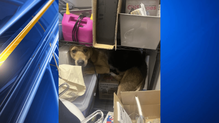 ‘Disturbing case of prolonged neglect:’ Animal rescue speaks out ...