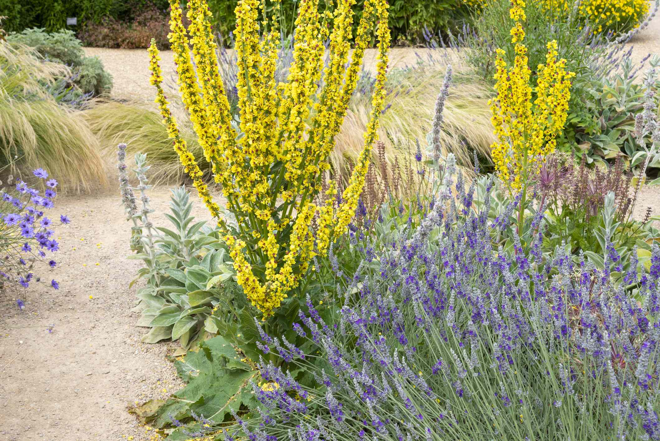 7 Drought-Tolerant Plants That Thrive in July Heat, According to Gardeners