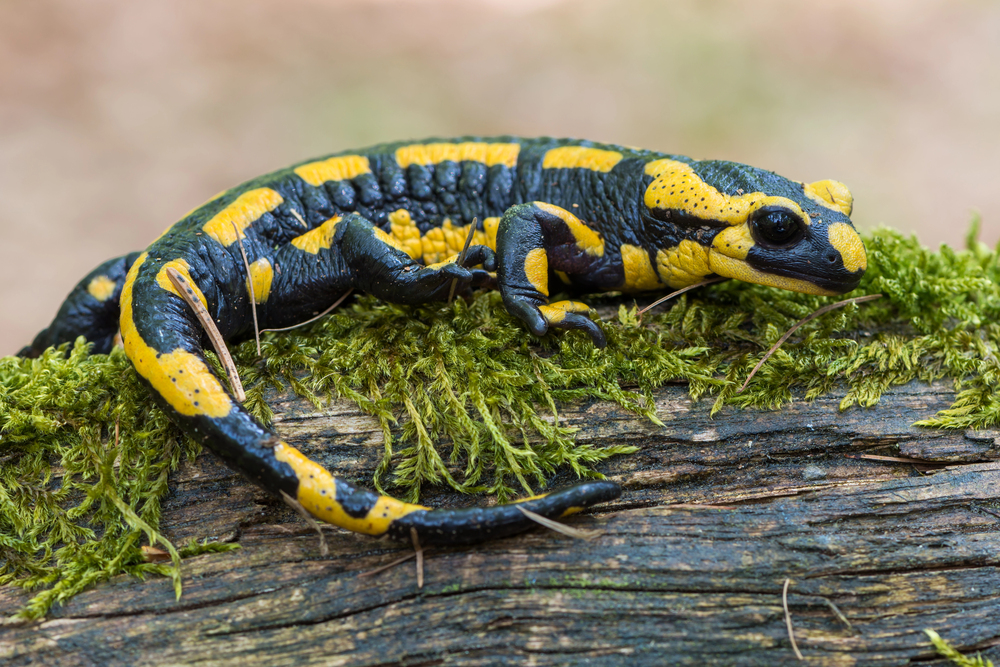 14 Animals That Can Regrow Lost Limbs