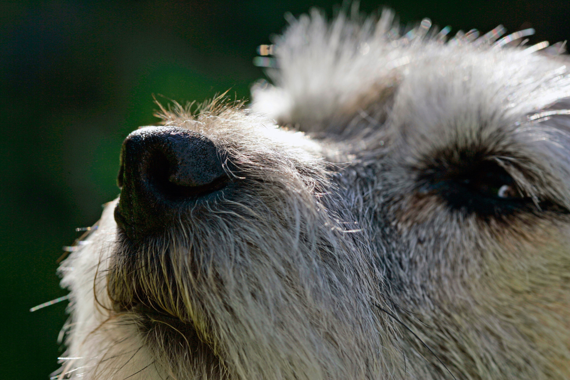 The secret ways dogs communicate with their owners