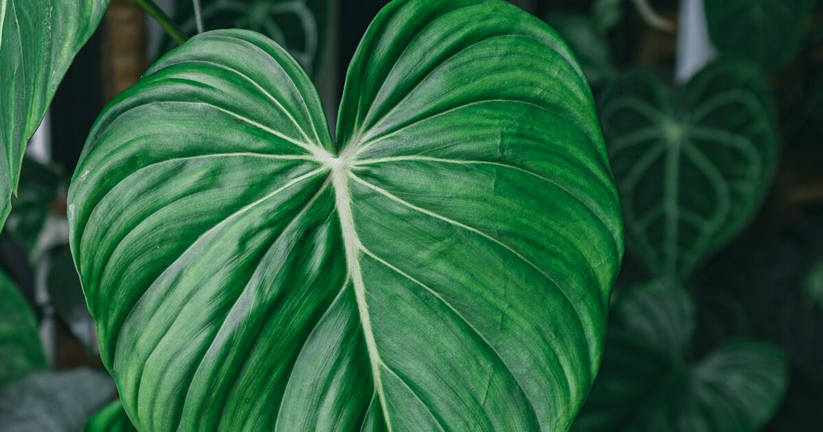 9 Reasons Why You Should Clean Dust Off Of Your Houseplant Leaves