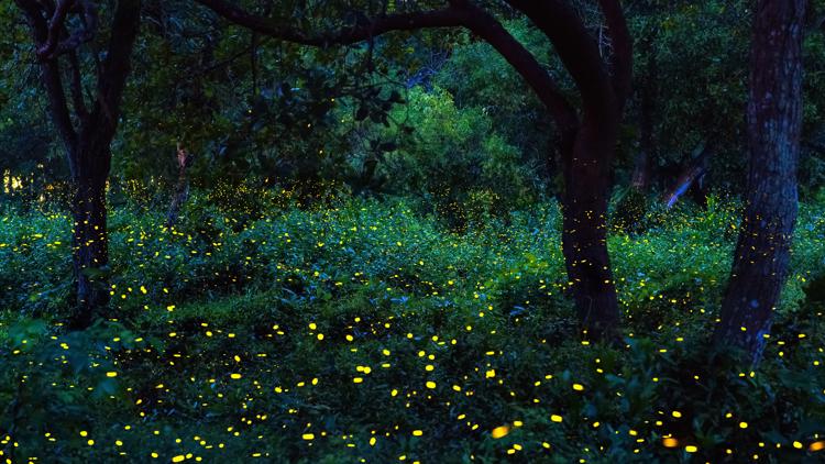 New York State Parks survey Firefly populations in Western New York