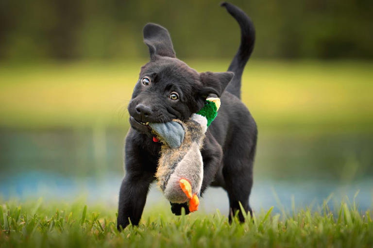 These Black Dog Names Are Exactly What You’ve Been Looking For