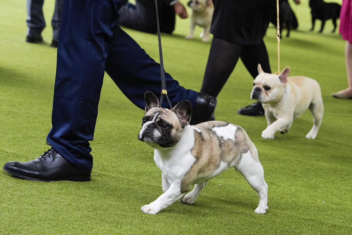 PETA files suit against American Kennel Club, demanding end to ...