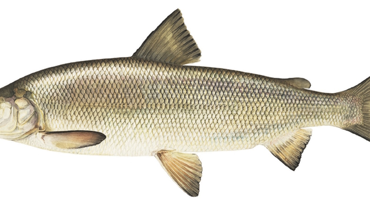 Lake whitefish numbers continue perilous decline as NRC set to discuss ...