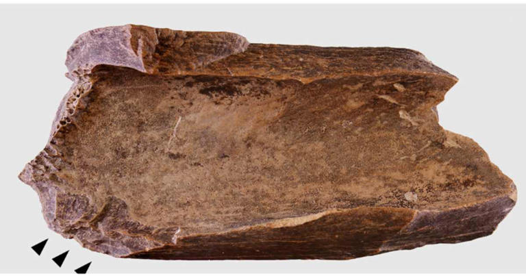 Archaeologists Stunned to Find Neanderthals Built 'Fat Factory' 125,000 Years Ago in Prehistoric ...