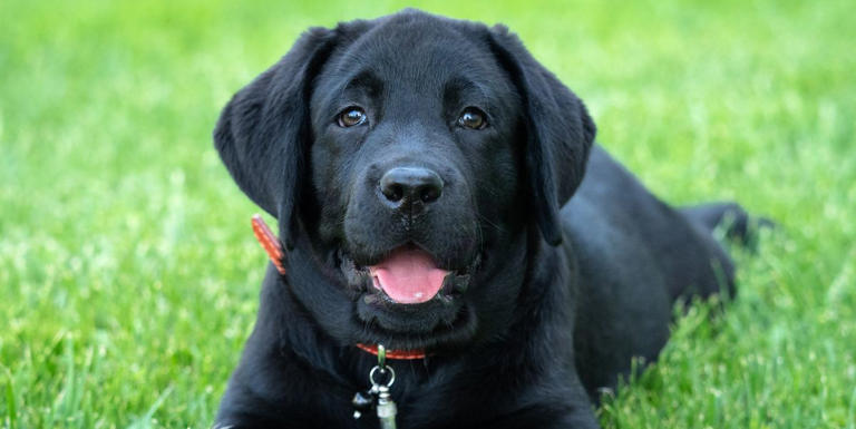 These Black Dog Names Are Exactly What You’ve Been Looking For