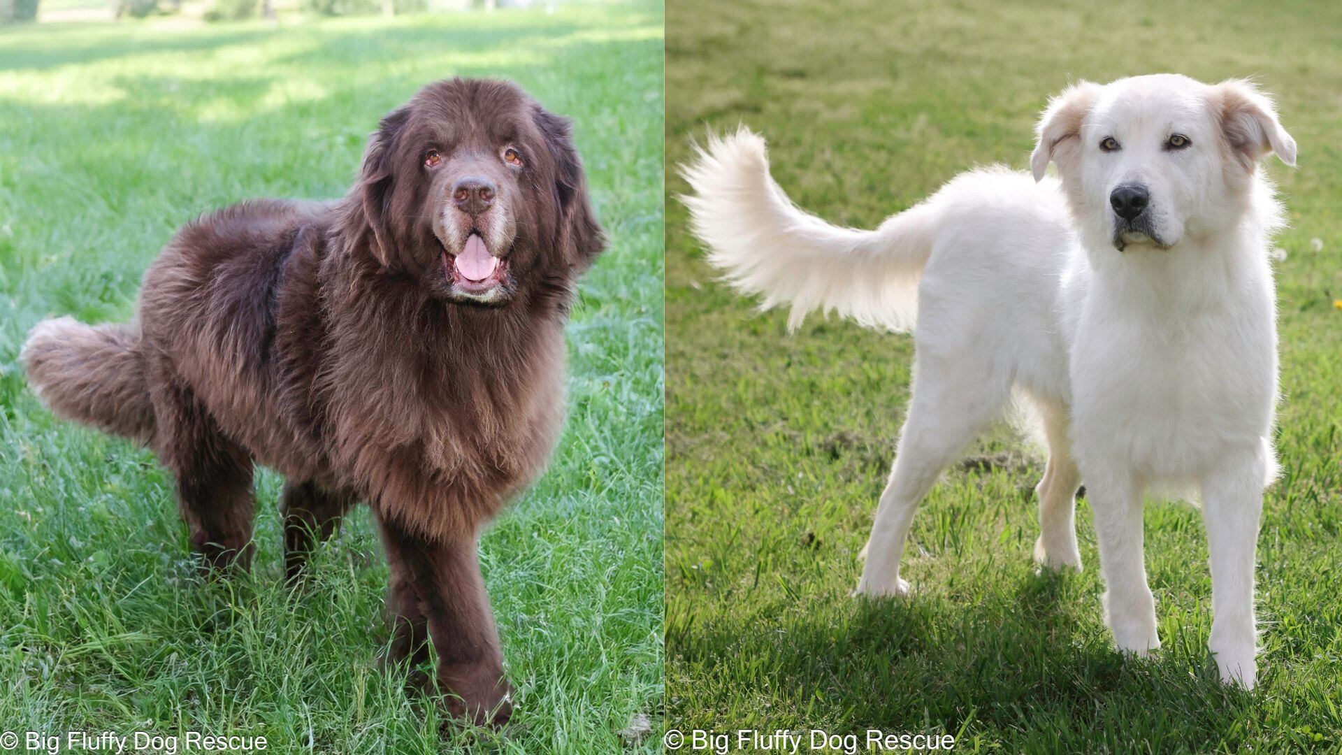 Nashville’s Big Fluffy Dog Rescue calling for fosters to make room for ...