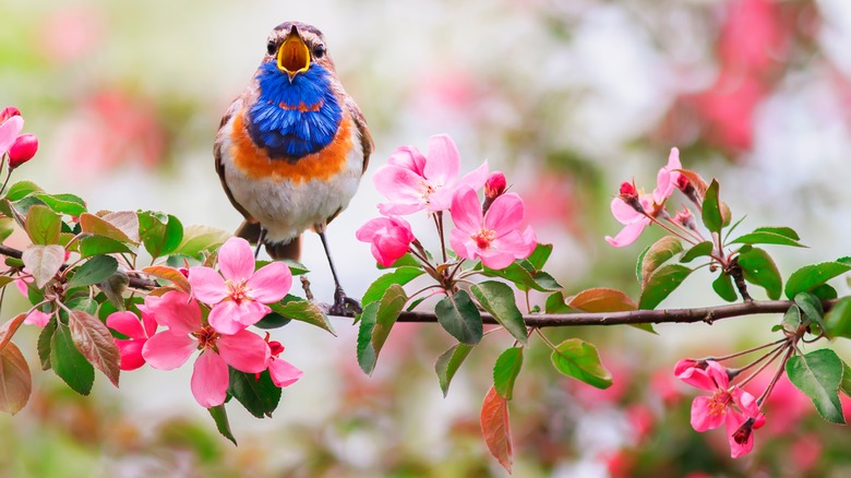 Attract More Songbirds To Your Garden By Planting These 23 Beautiful Shrubs