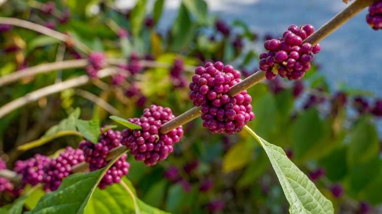 Attract More Songbirds To Your Garden By Planting These 23 Beautiful Shrubs