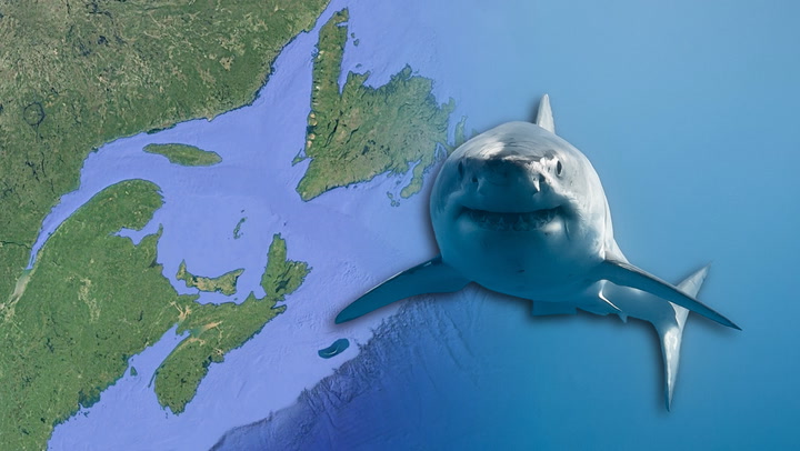 Recent shark sightings prompt concerns; should Canadians be worried?