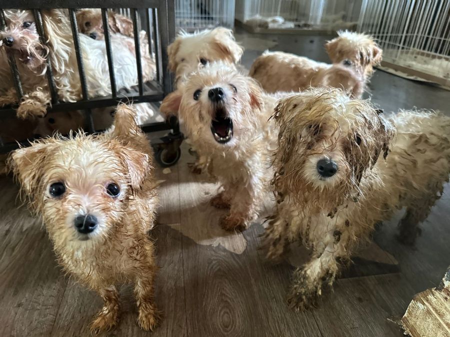More than 100 dogs rescued from ‘extremely neglectful conditions’ in ...