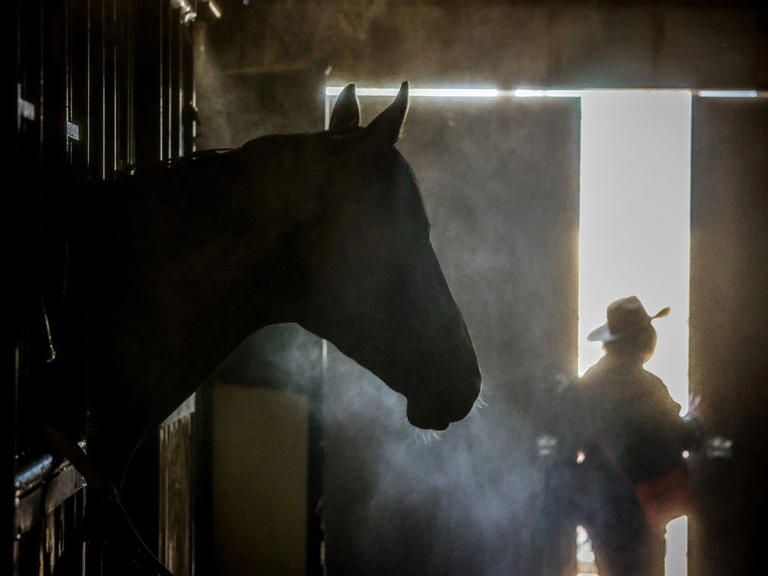 Behind the reins: Inside the Calgary Stampede's safety plan for ...
