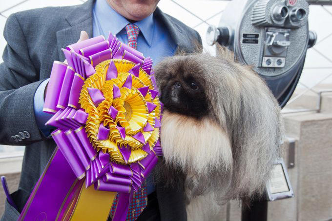 The Dog Breeds with the Most Wins at the Westminster Dog Show