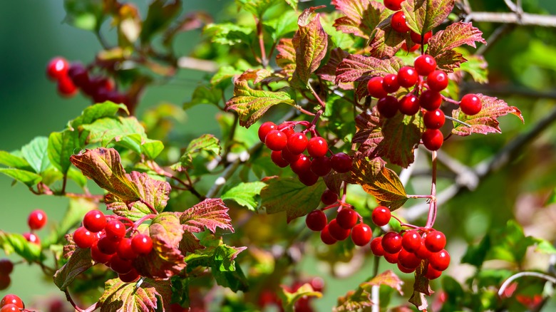 Attract More Songbirds To Your Garden By Planting These 23 Beautiful Shrubs
