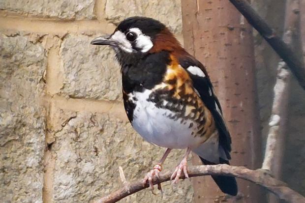 UK’s largest bird park successfully breeds endangered chicks