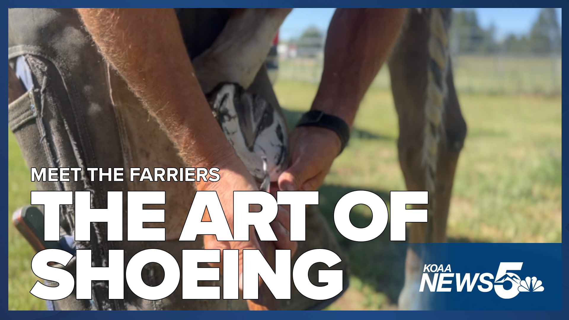 The Art of Shoeing: Why Farriers Are Essential to Horse Health