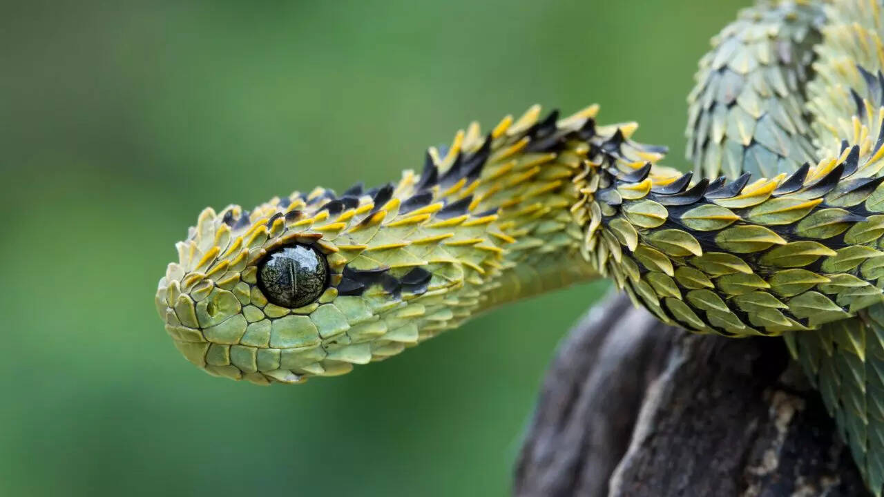 5 unusual-looking snakes and the strange reasons they look that way