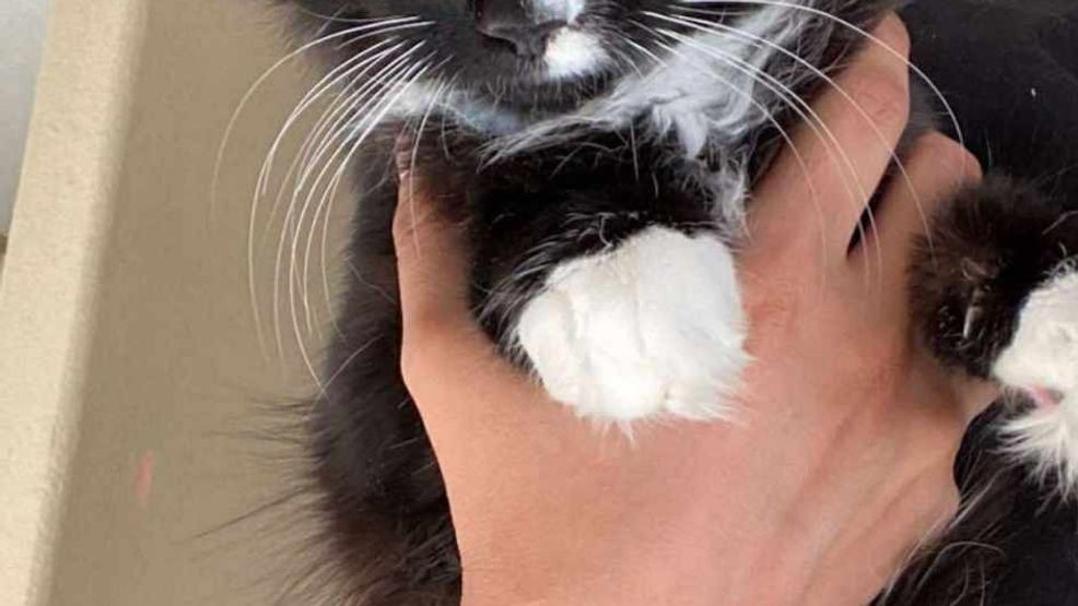 Pets left behind as deportations rise, animal groups seek community help