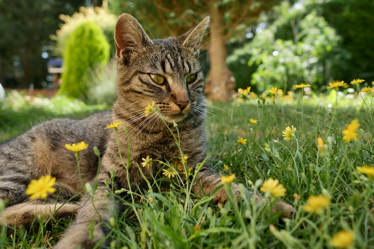 Cat's Secret Night Out Caught on Camera and It's Hilarious
