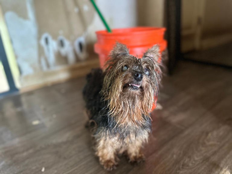 ‘These dogs have suffered for a very long time’: 100+ dogs rescued from ...