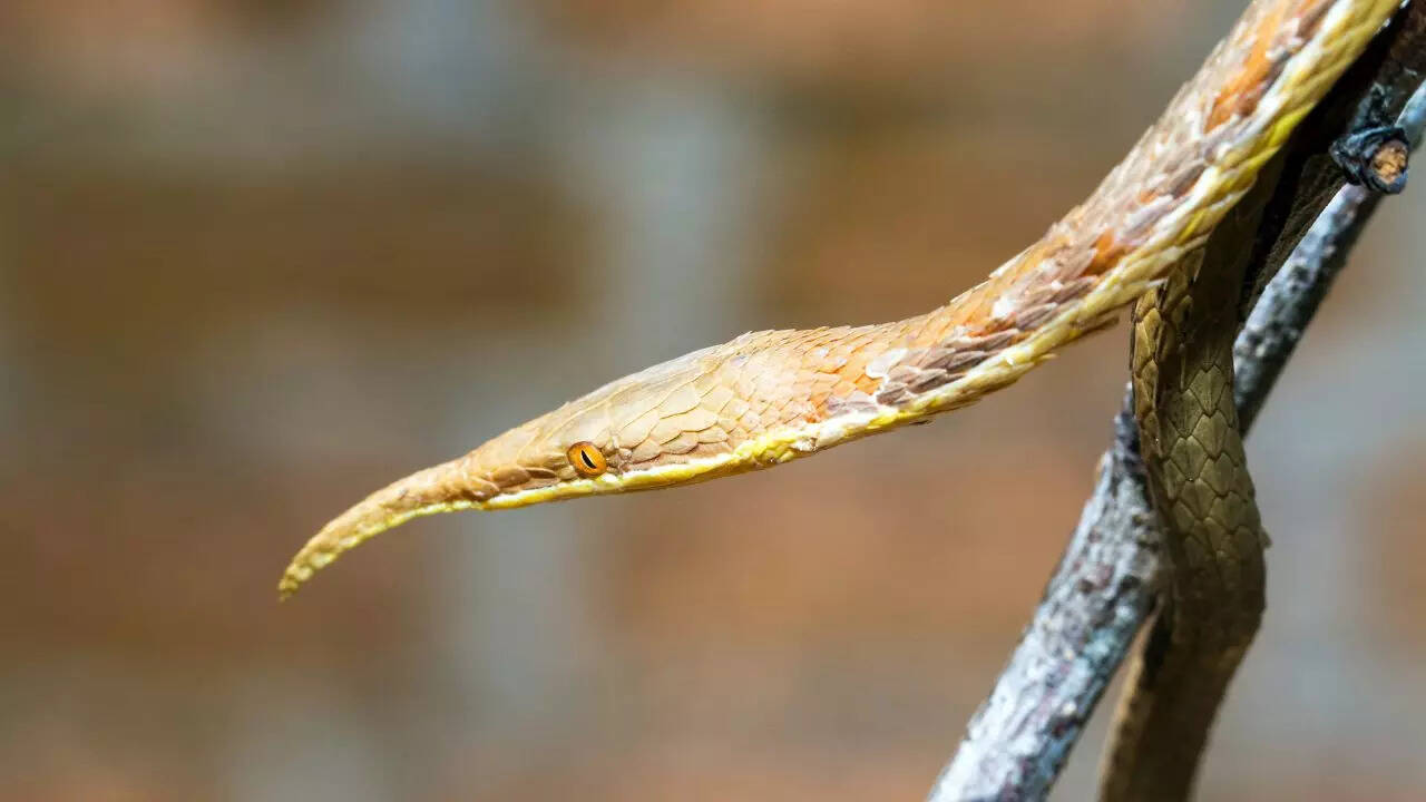 5 unusual-looking snakes and the strange reasons they look that way