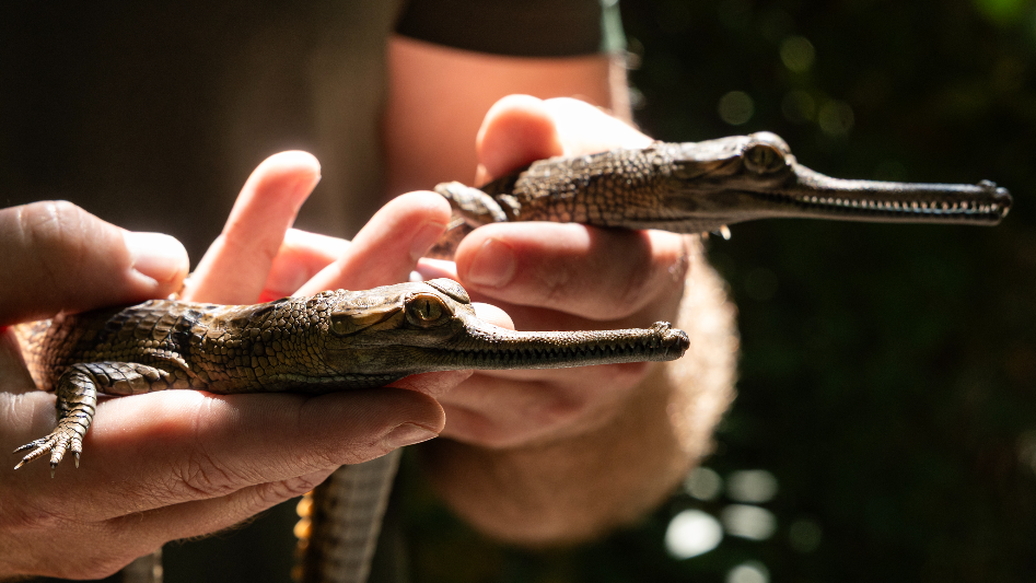 Fort Worth Zoo hatches rare Gharial crocodiles for third straight year