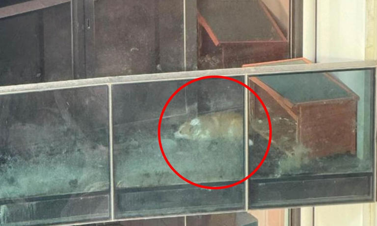 Aussies disgusted by sad sight on apartment balcony: 'This makes me so ...