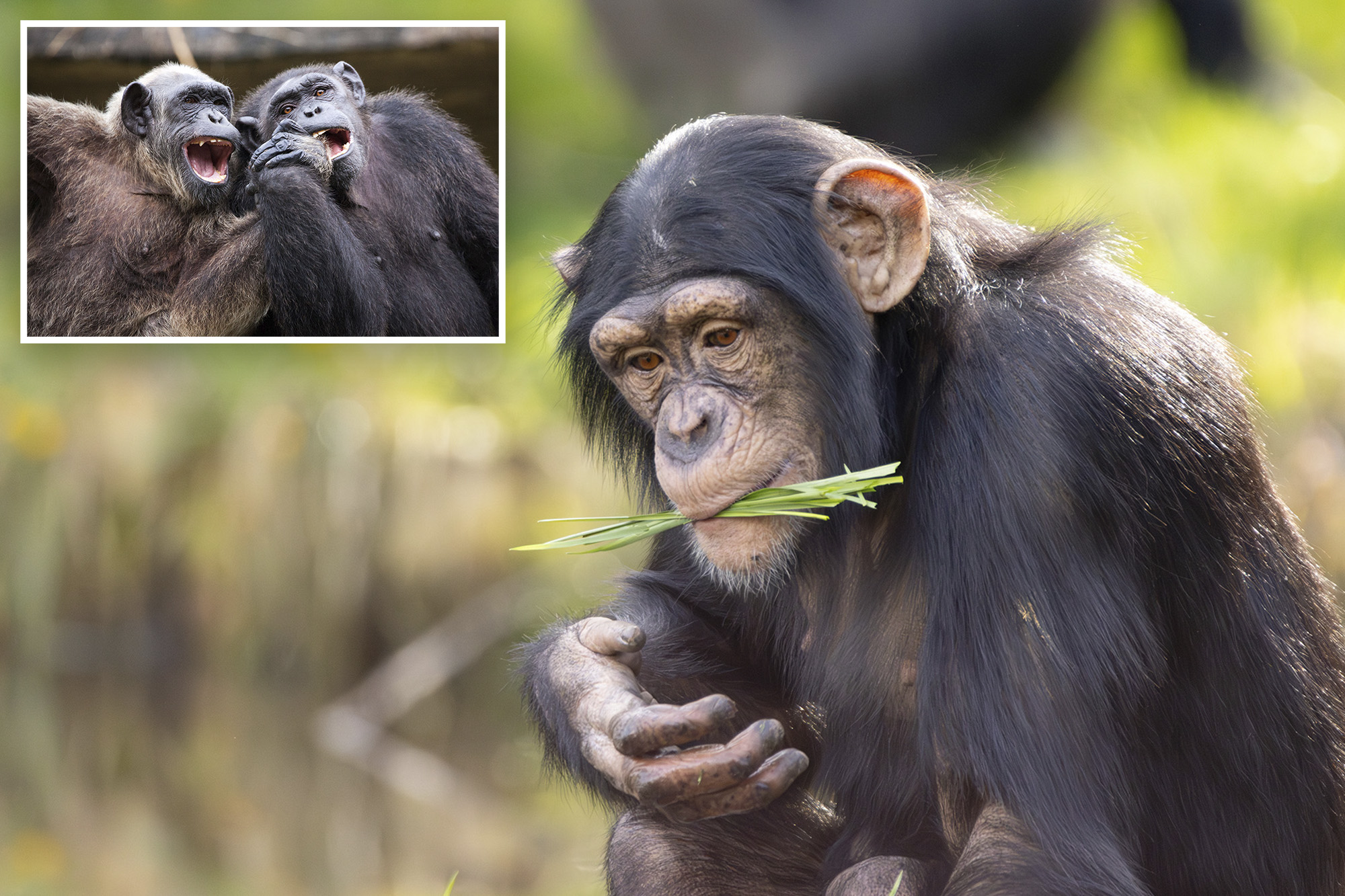 Chimpanzees engage in cheeky trendsetting behavior — proving they’re ...