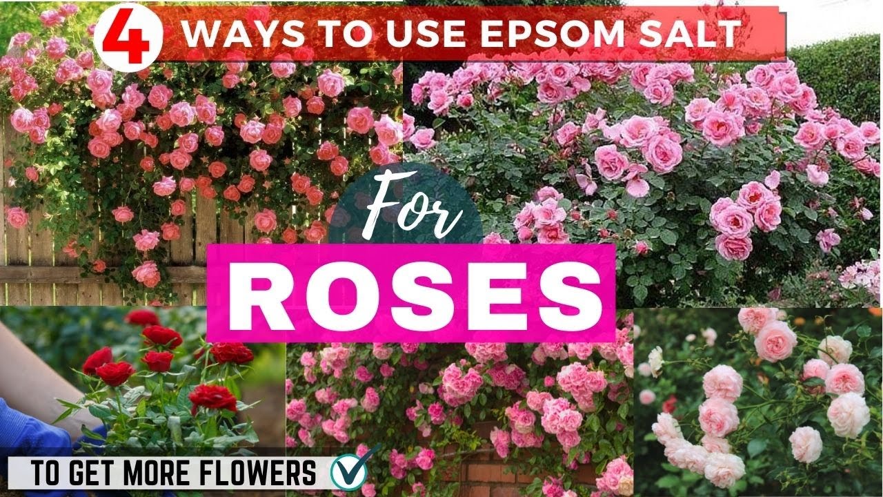 4 AMAZING Aspirin Uses In The Garden For Most Productive & Healthy Plants