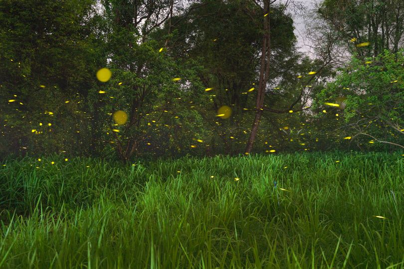 Seeing more fireflies this summer? Expert reveals why the bright bugs ...