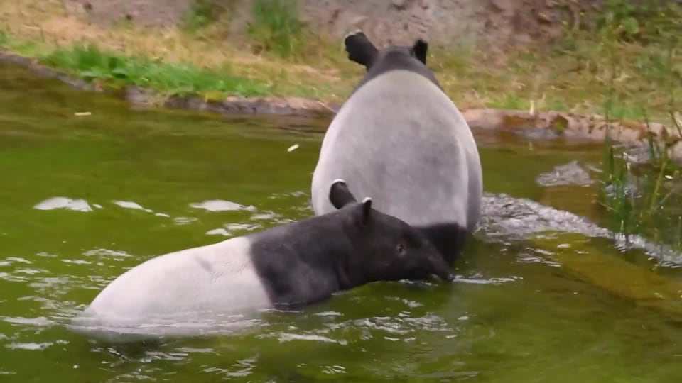 VIDEO: Ume the tapir calf makes a splash in the waterfall habitat