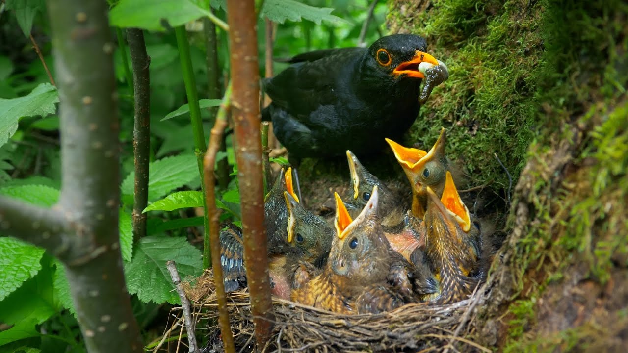 Daddy Blackbird’s Cleanup Duty ~ Swallowing Baby Poop 🐦🧼