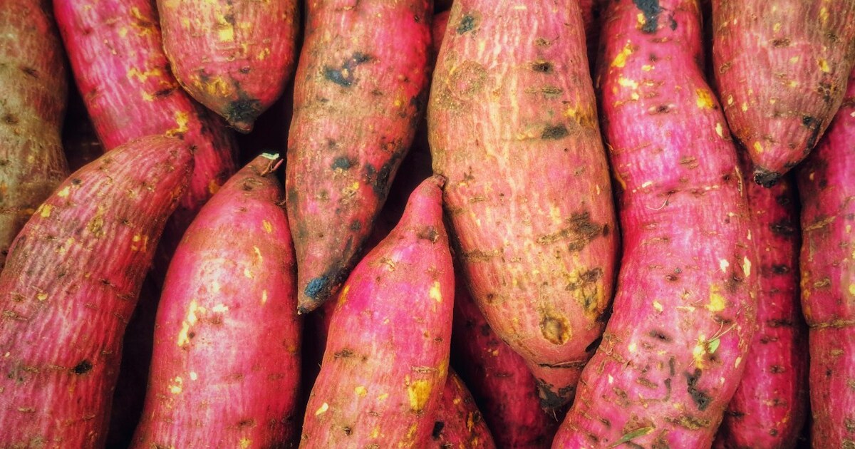 12 Mistakes Gardeners Make When Growing Sweet Potatoes