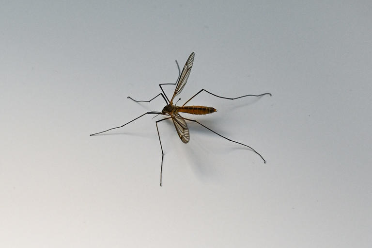 MDHHS: West Nile Virus detected in Livingston County resident